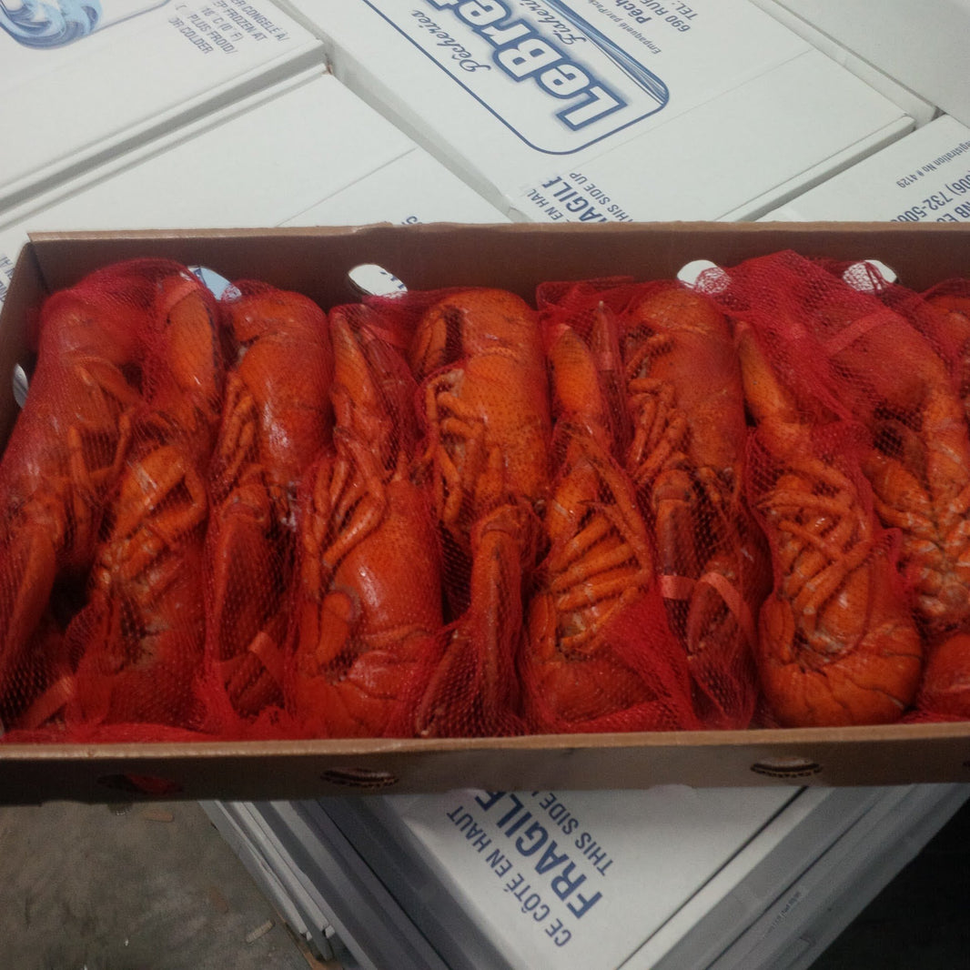 Lobster – Arctic Food Services